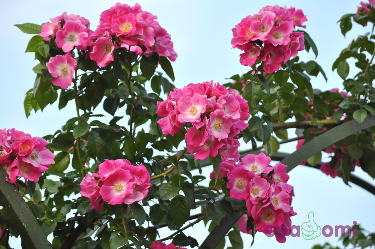 Foto: Rundāles pils parka rozes – Padomi – epadomi.lv