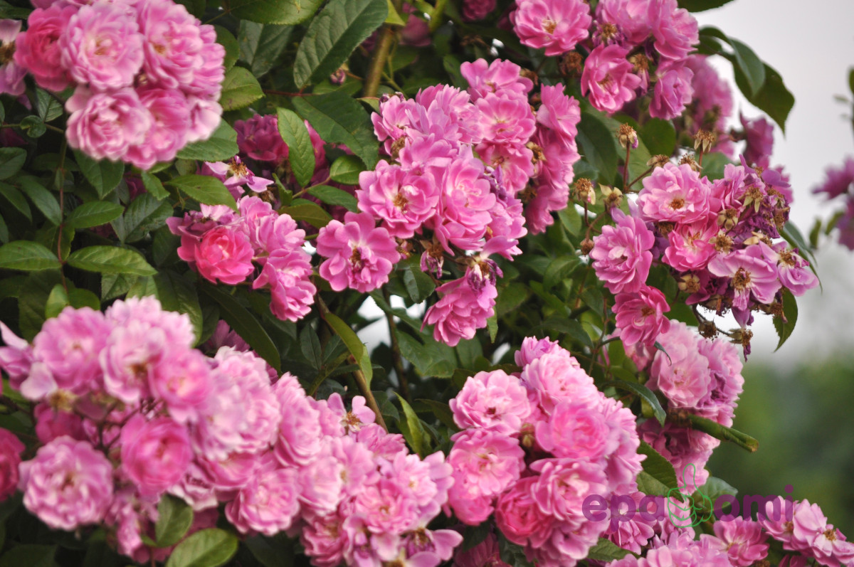 Foto: Rundāles pils parka rozes – Padomi – epadomi.lv